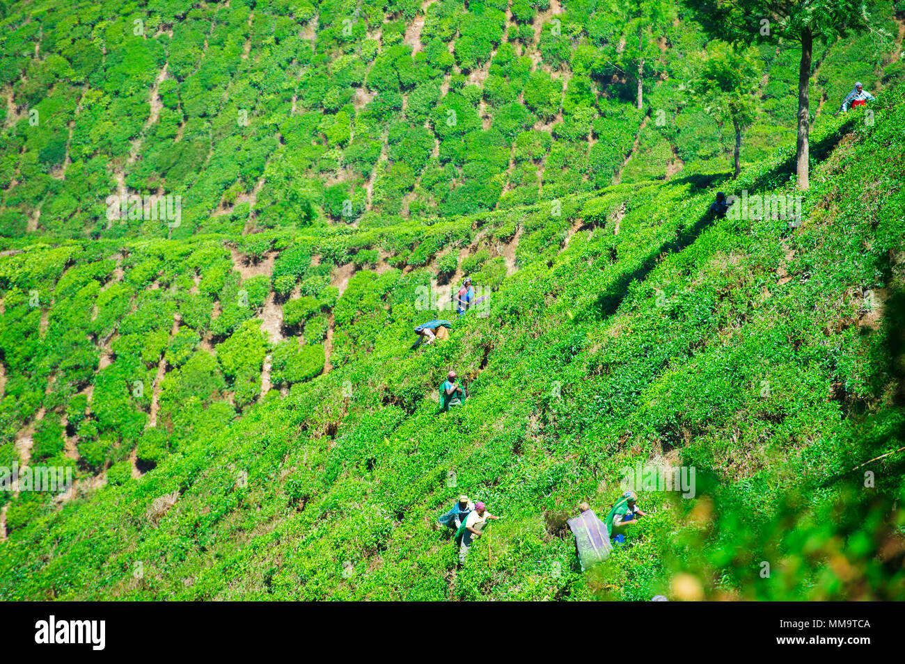 DARJEELING - INDIA - 02 FEBRUARY 2018. Some Indian women are gathering ...