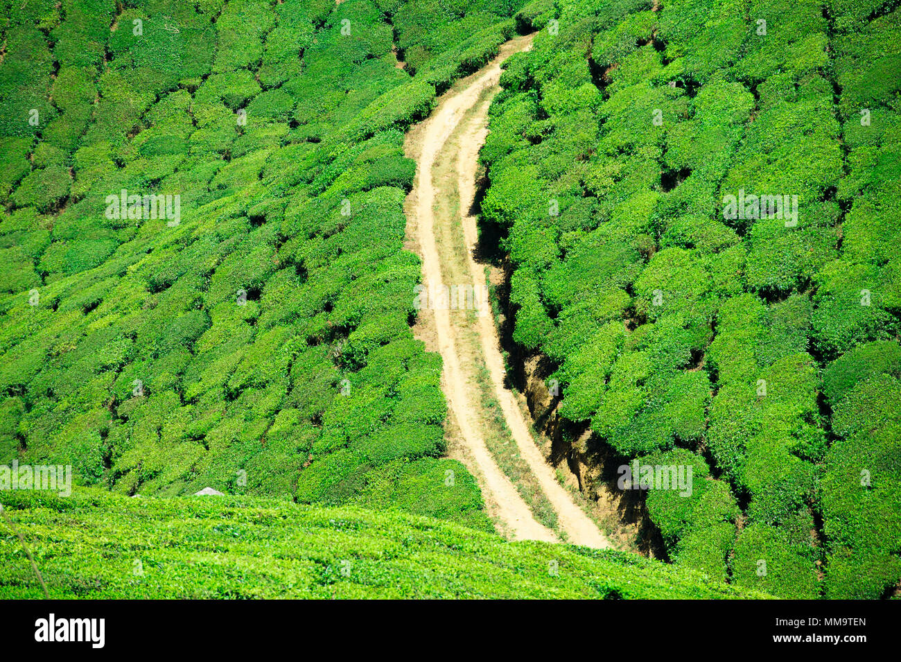 Darjeeling road hi-res stock photography and images - Alamy