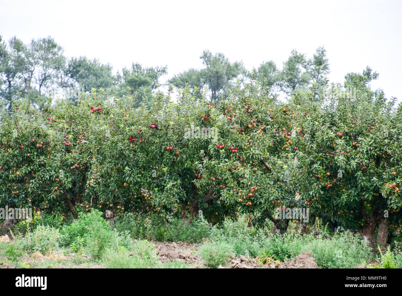 Apple orchard. Rows of trees and the fruit of the ground under the ...