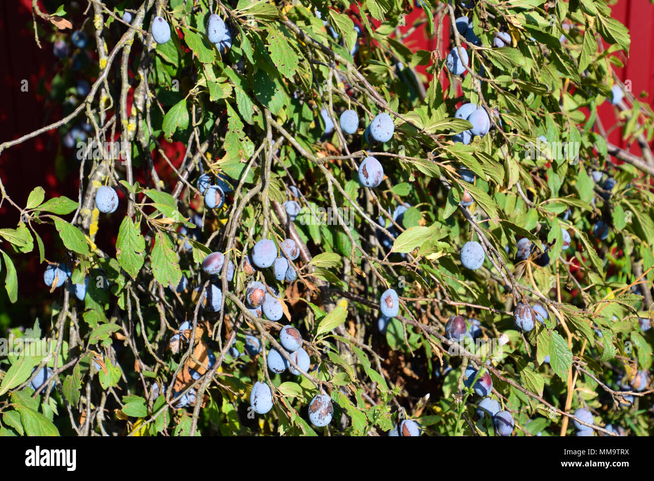 Prunes tree by hand hi-res stock photography and images - Alamy