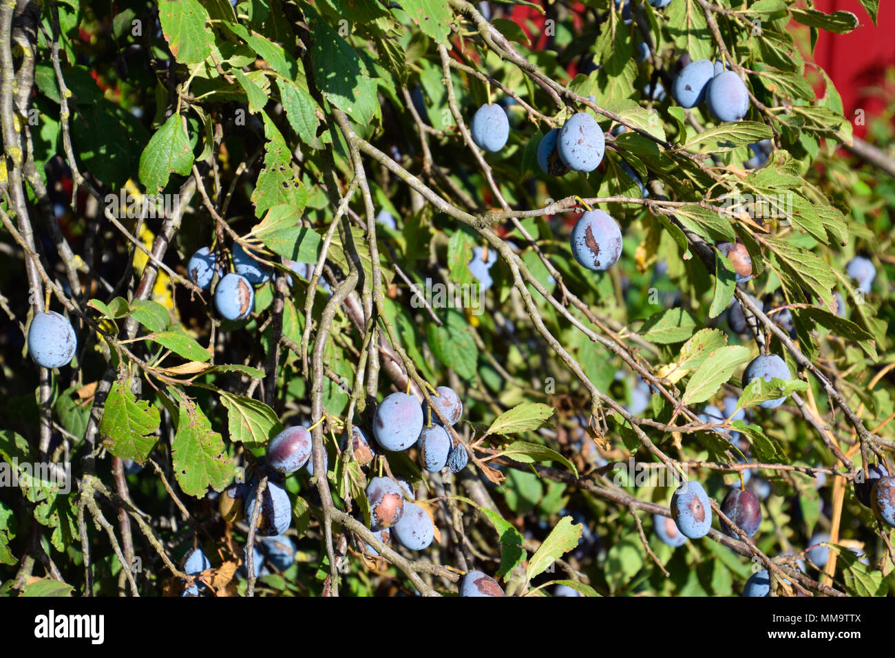 Prunes tree by hand hi-res stock photography and images - Alamy