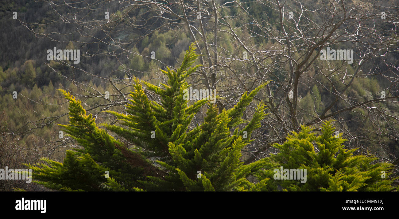 Trees in Spring, Arrowtown Stock Photo - Alamy