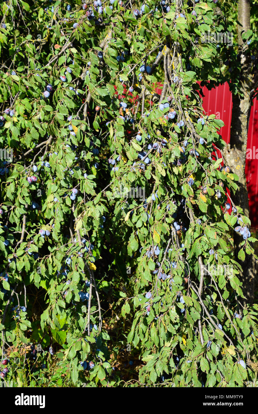 Prunes tree by hand hi-res stock photography and images - Alamy