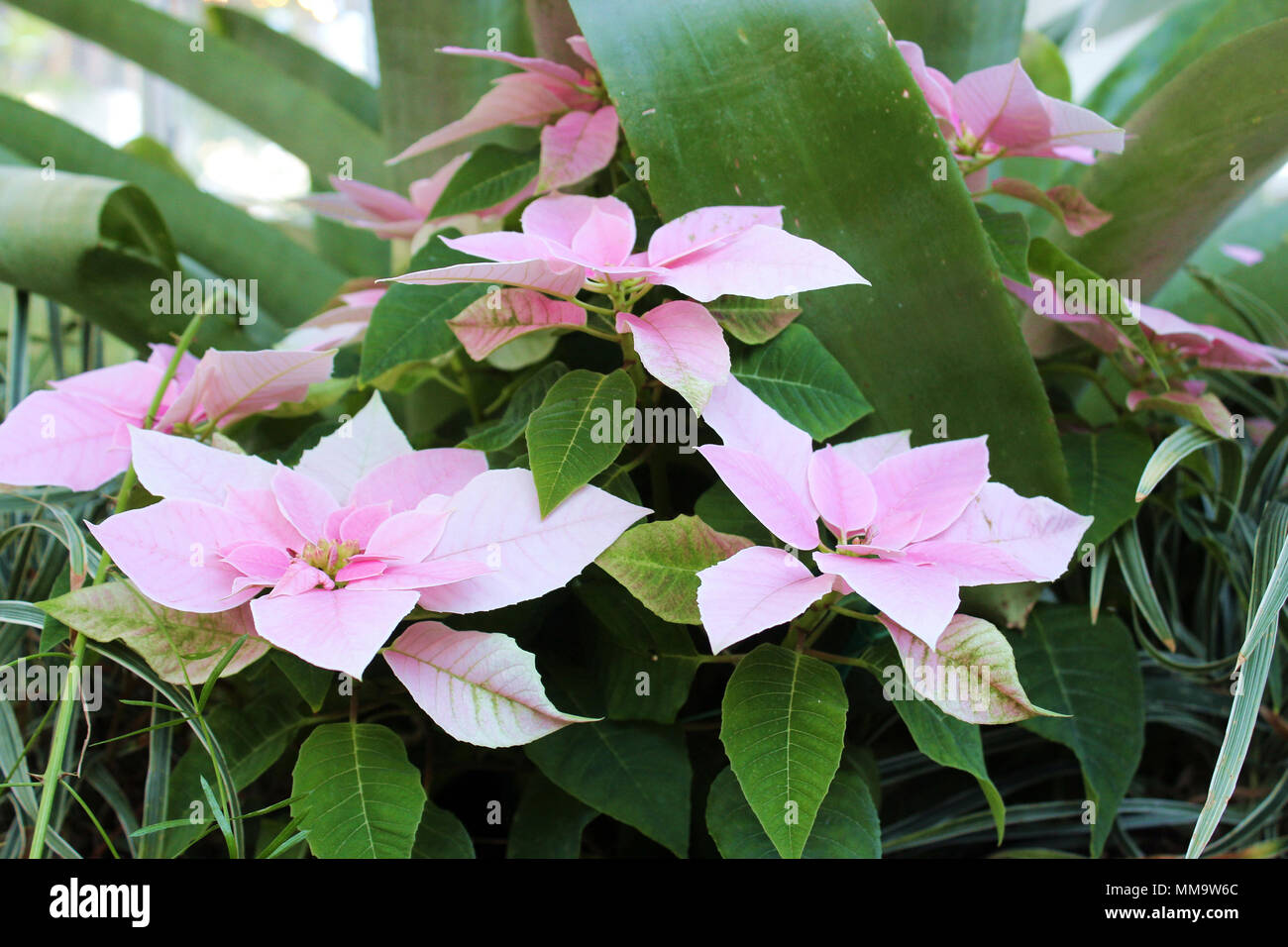 Princettia poinsettia hi-res stock photography and images - Alamy