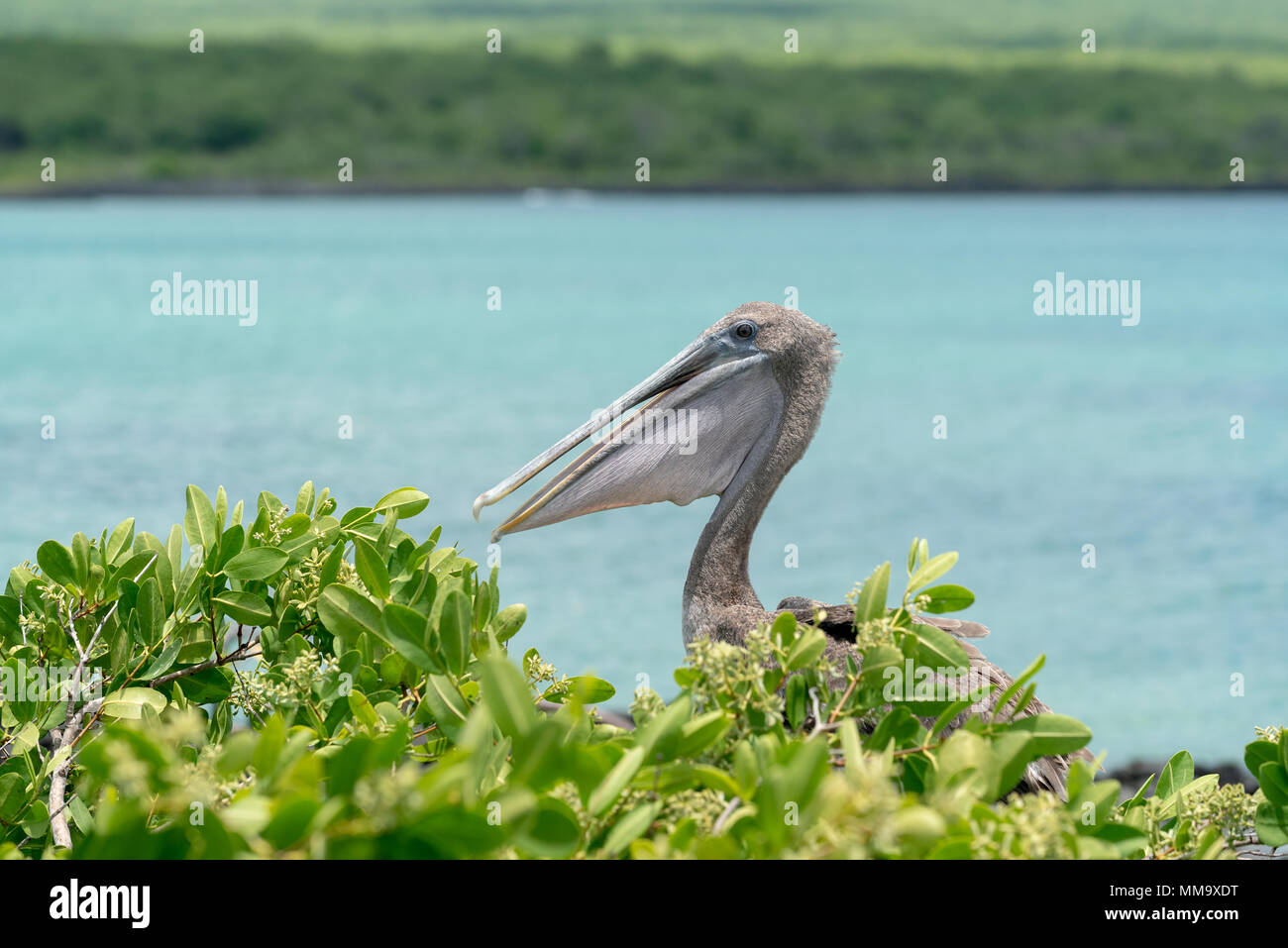 Pelican tree hi-res stock photography and images - Alamy