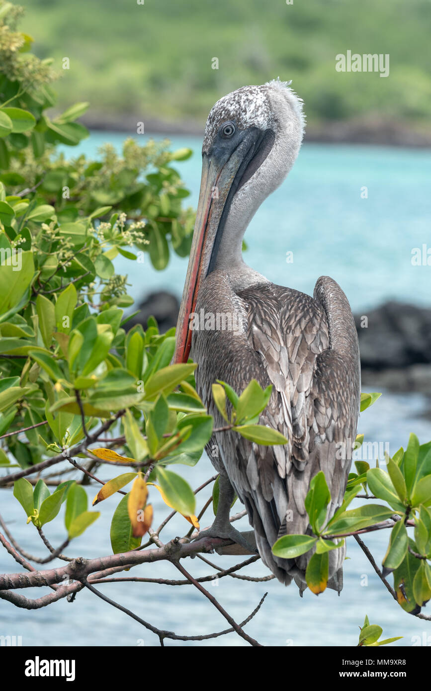 Pelican tree hi-res stock photography and images - Alamy