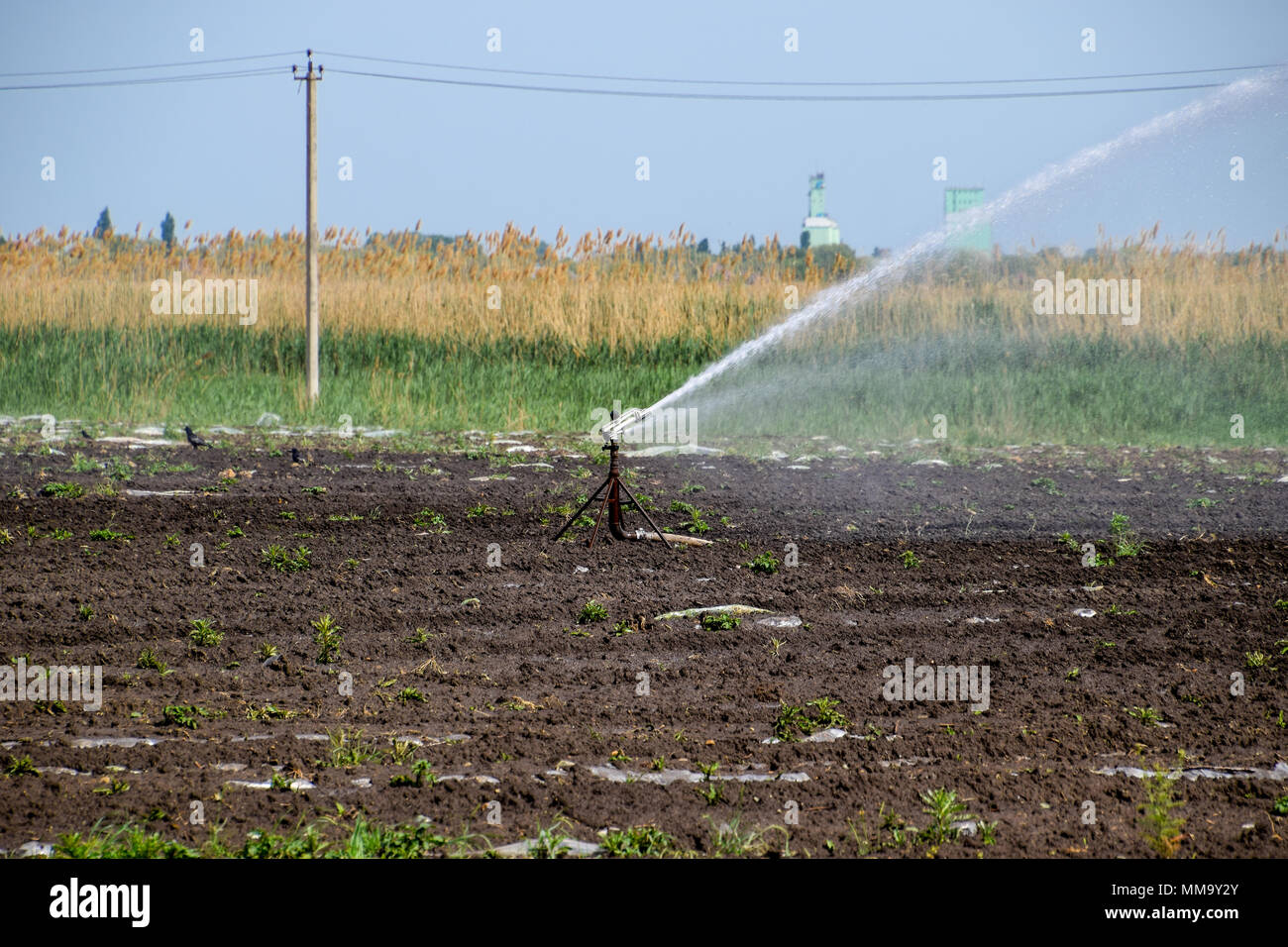 Irrigation system in field of melons. Watering the fields. Sprinkler ...