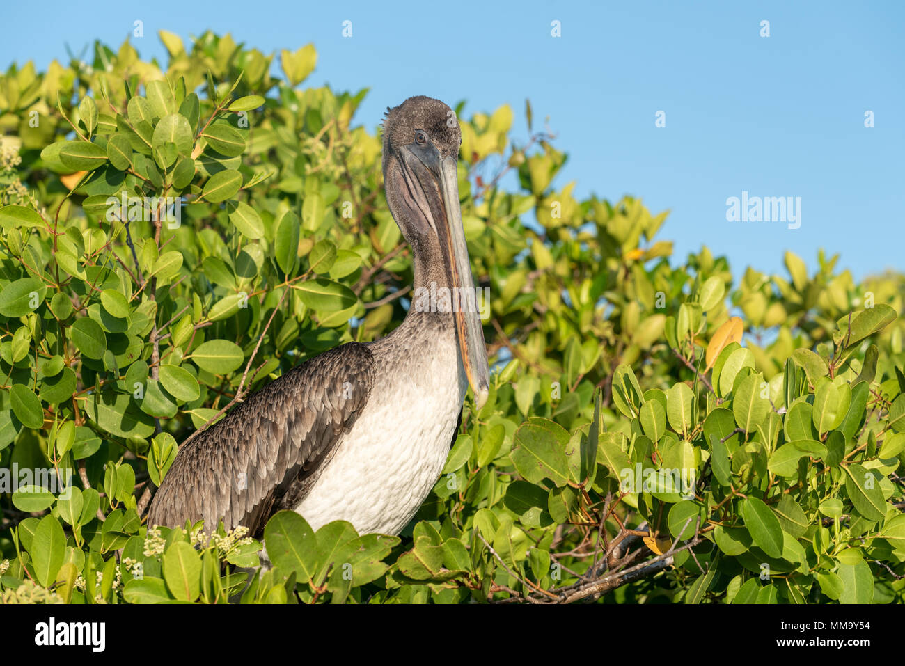 Pelican tree hi-res stock photography and images - Alamy