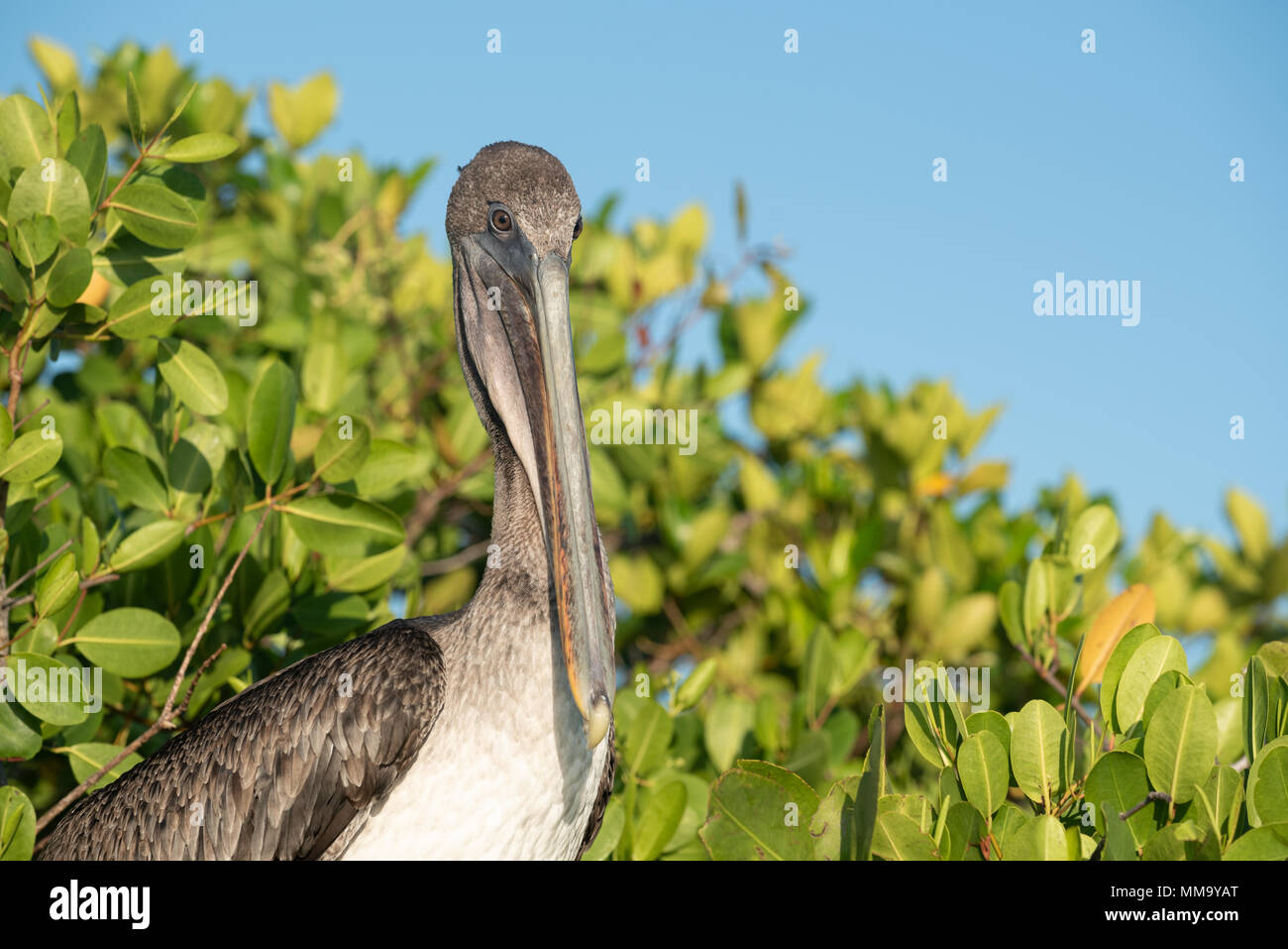 Pelican tree hi-res stock photography and images - Alamy