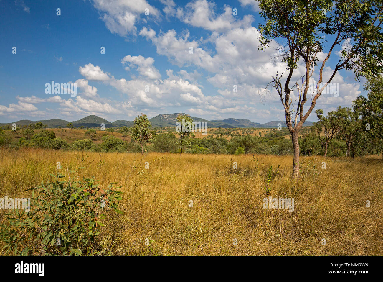 Stunning colourful Australian landscape with fields of golden grasses ...