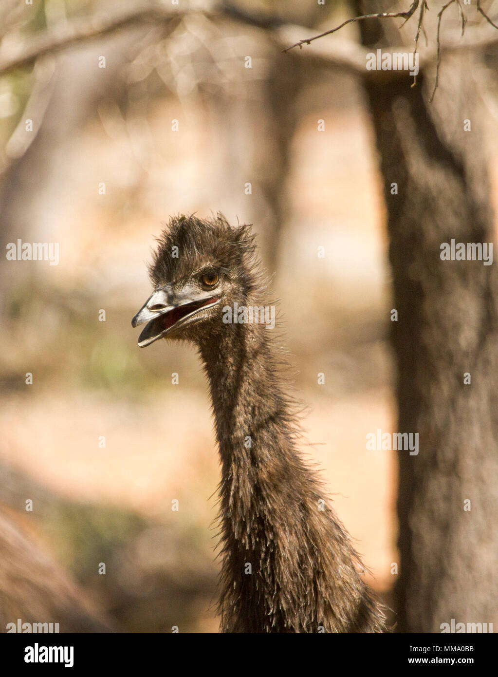 Emu close australia hi-res stock photography and images - Alamy