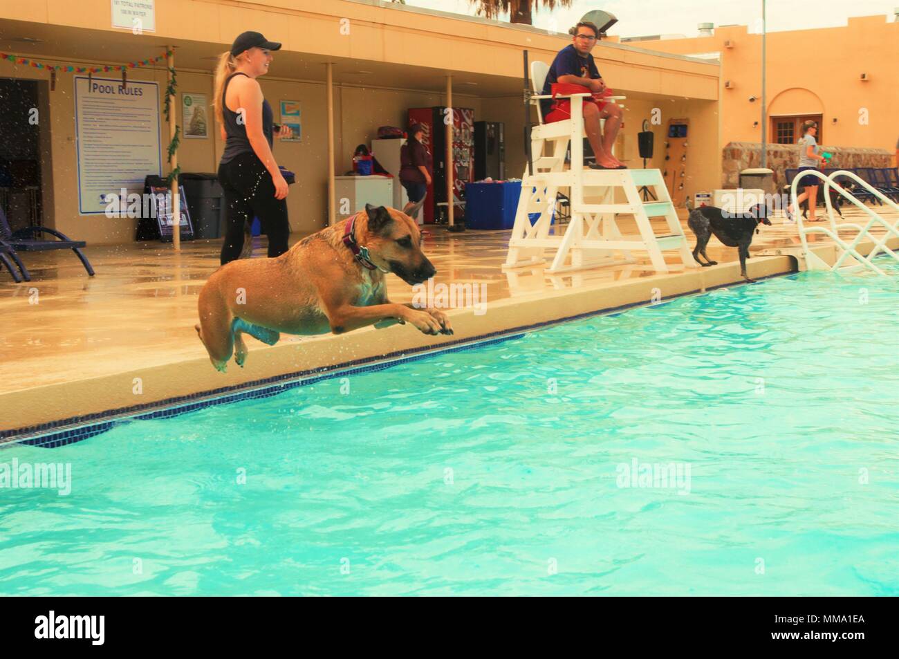 A dog takes a dive into the pool at the third annual Doggy Swim Day ...