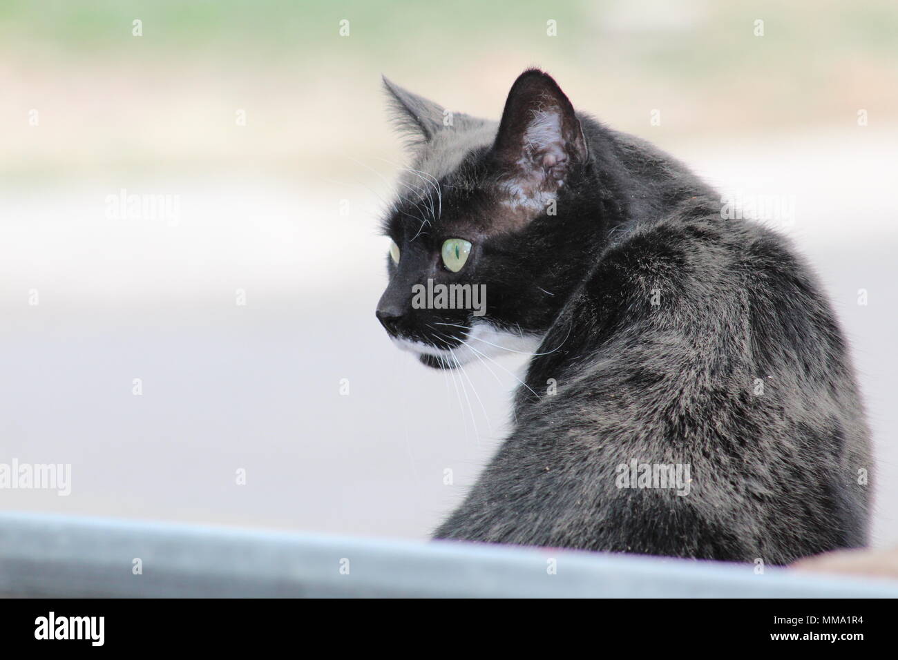 Dirty dusty black cat hi-res stock photography and images - Alamy