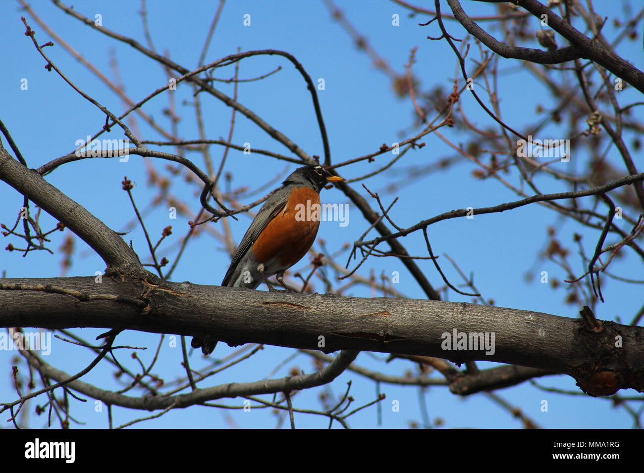Robin Sitting in a Tree Watching Stock Photo - Alamy