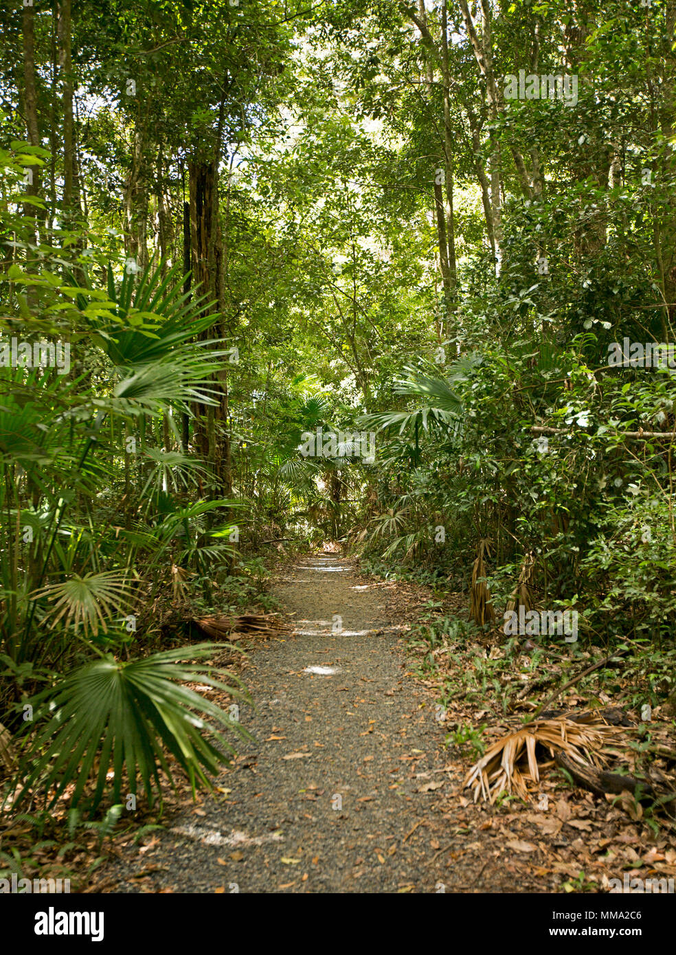 Walking track through dense emerald green vegetation of rainforest in ...