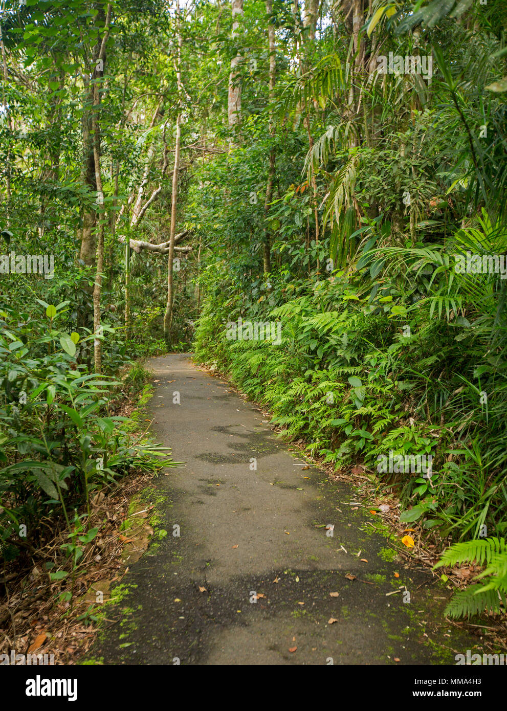 Walking track through dense emerald green vegetation of rainforest in ...