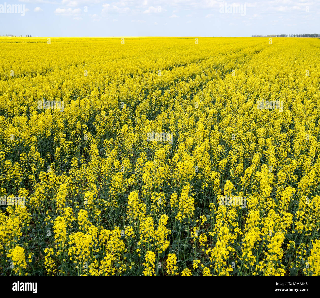 Rapeseed field. Yellow rape flowers, field landscape. Blue sky and rape ...