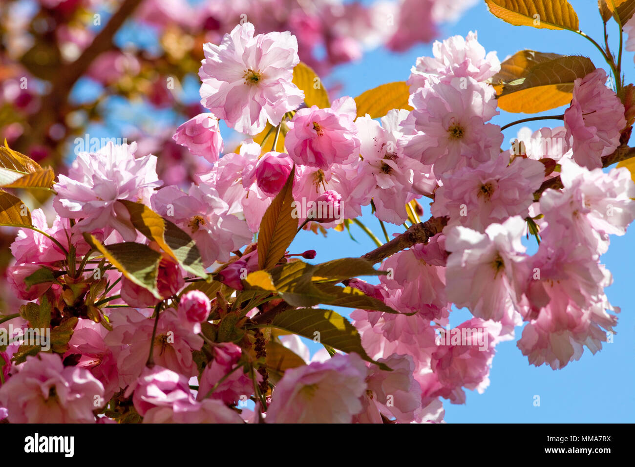 Japanese Pink Cherry Blossom Sakura Tree in Blossom Stock Photo - Alamy