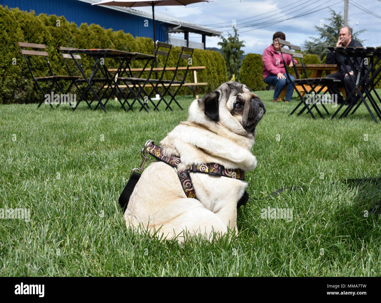 A happy pug concentrates hoping to get a chip from his owner as patrons ...