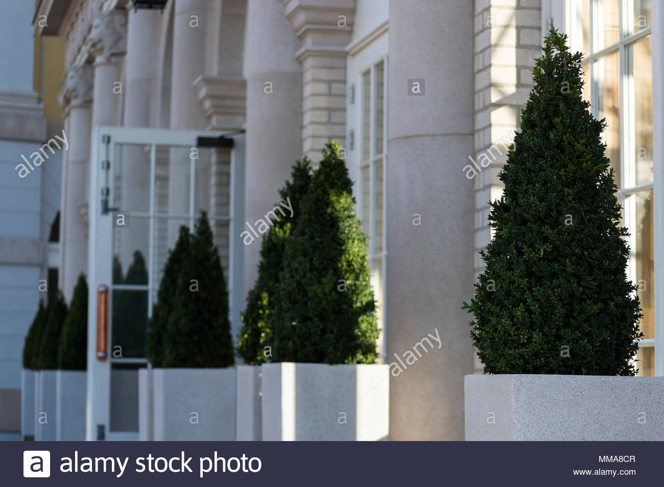 Cone Shaped Shrubs High Resolution Stock Photography and Images - Alamy