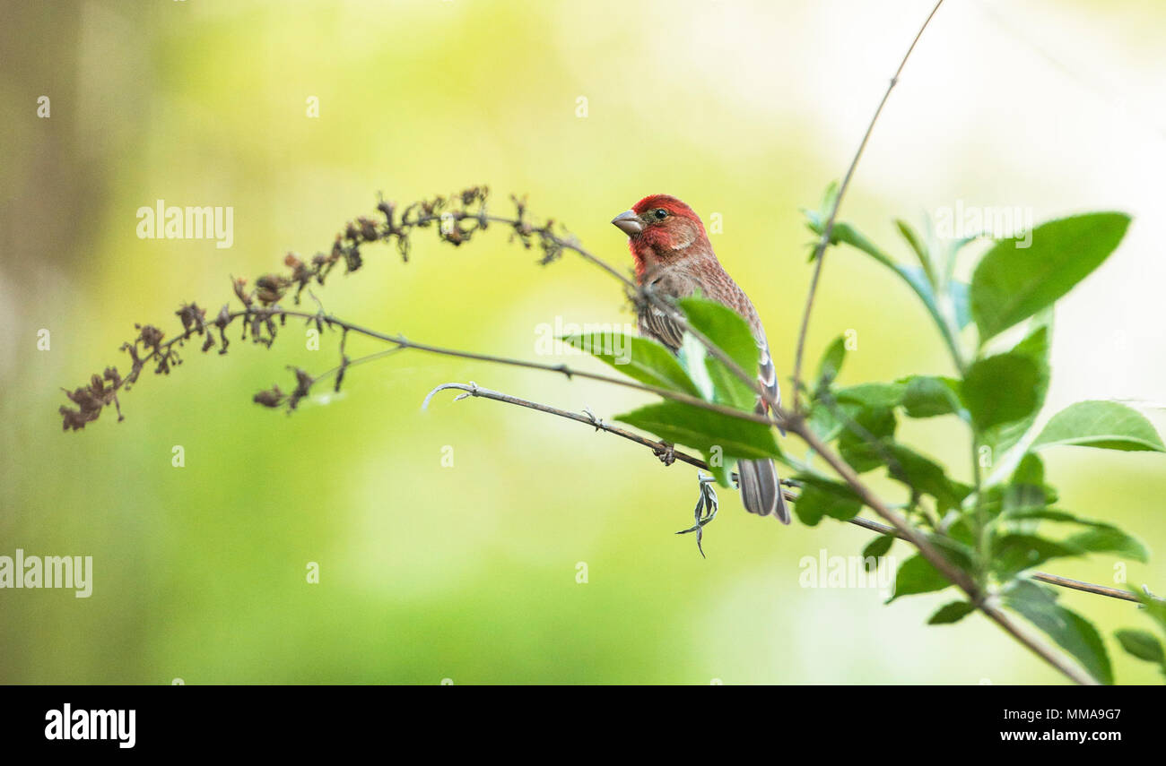 Lovely finch hi-res stock photography and images - Alamy