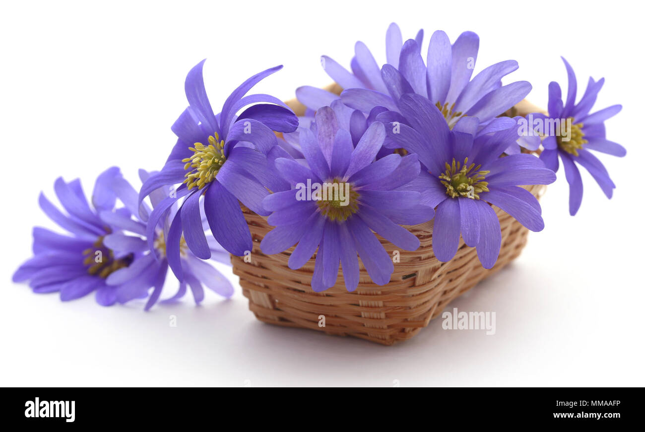 Anemone blanda white shades hi-res stock photography and images - Alamy