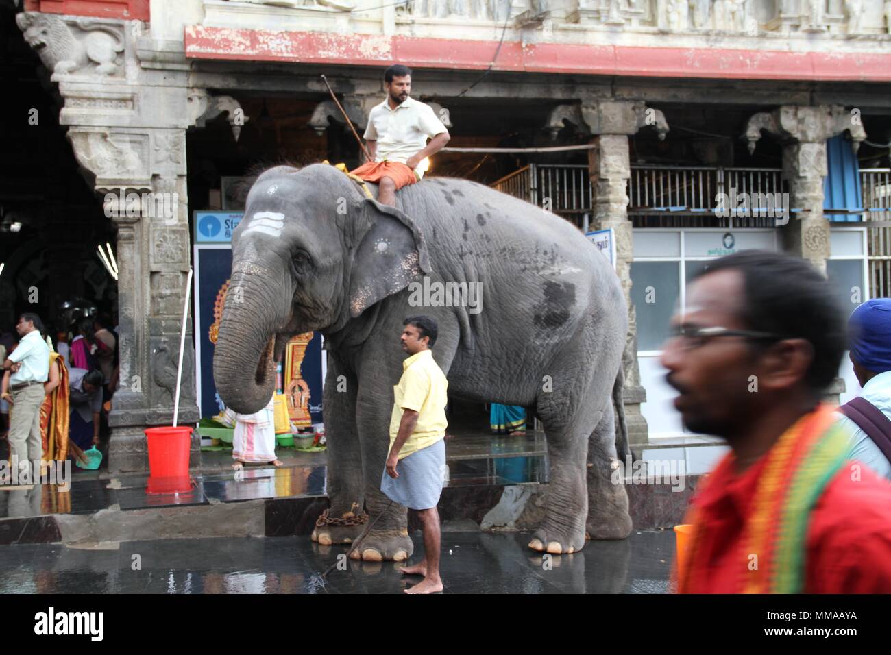 Elephant blessing temple india hi-res stock photography and images - Alamy