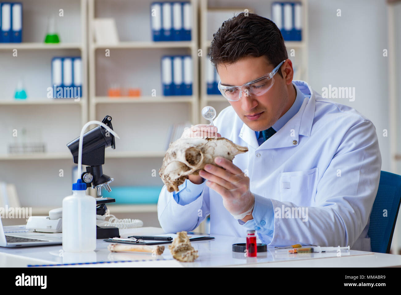 Paleontologist looking at extinct animal bone Stock Photo - Alamy
