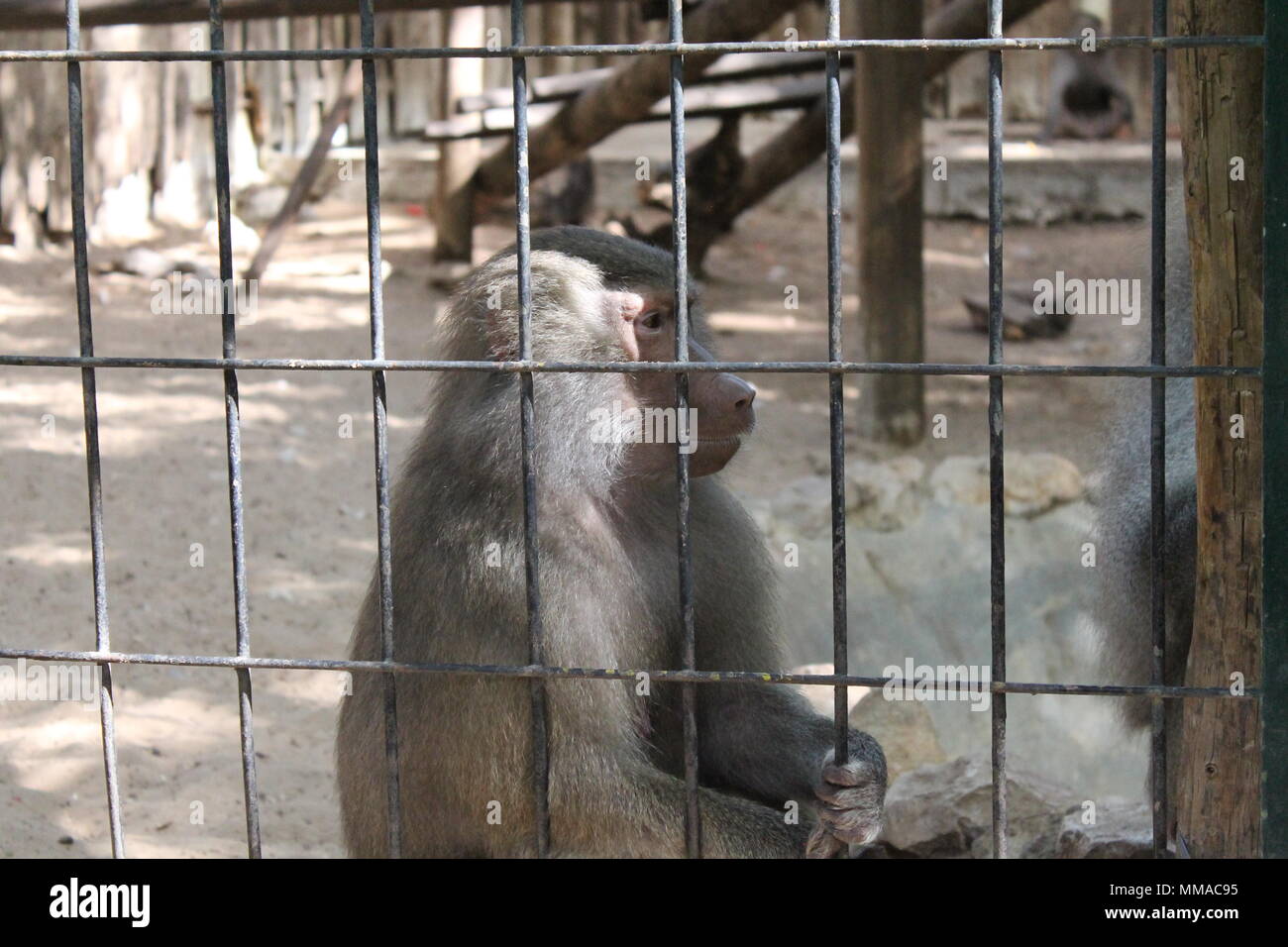 Sad monkey hi-res stock photography and images - Alamy