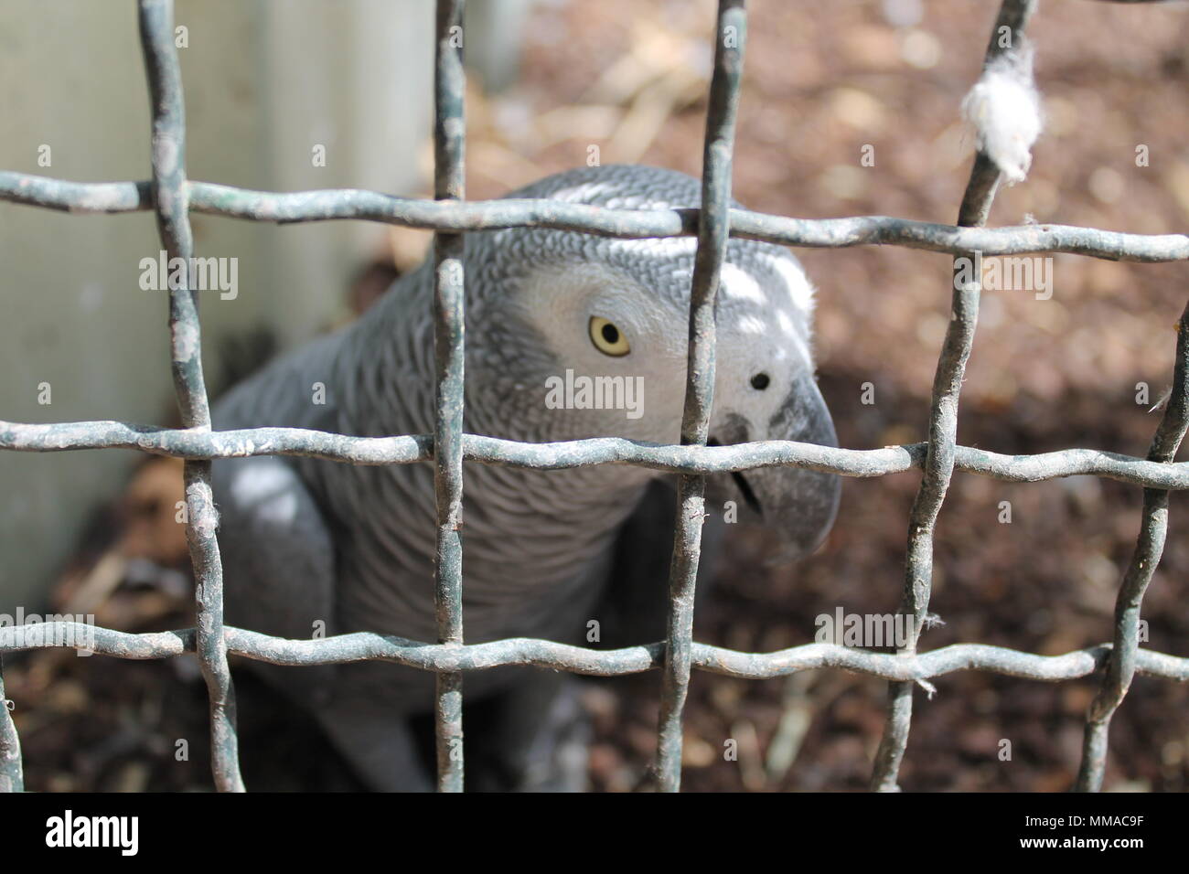 African parrot grey feather hi-res stock photography and images - Alamy