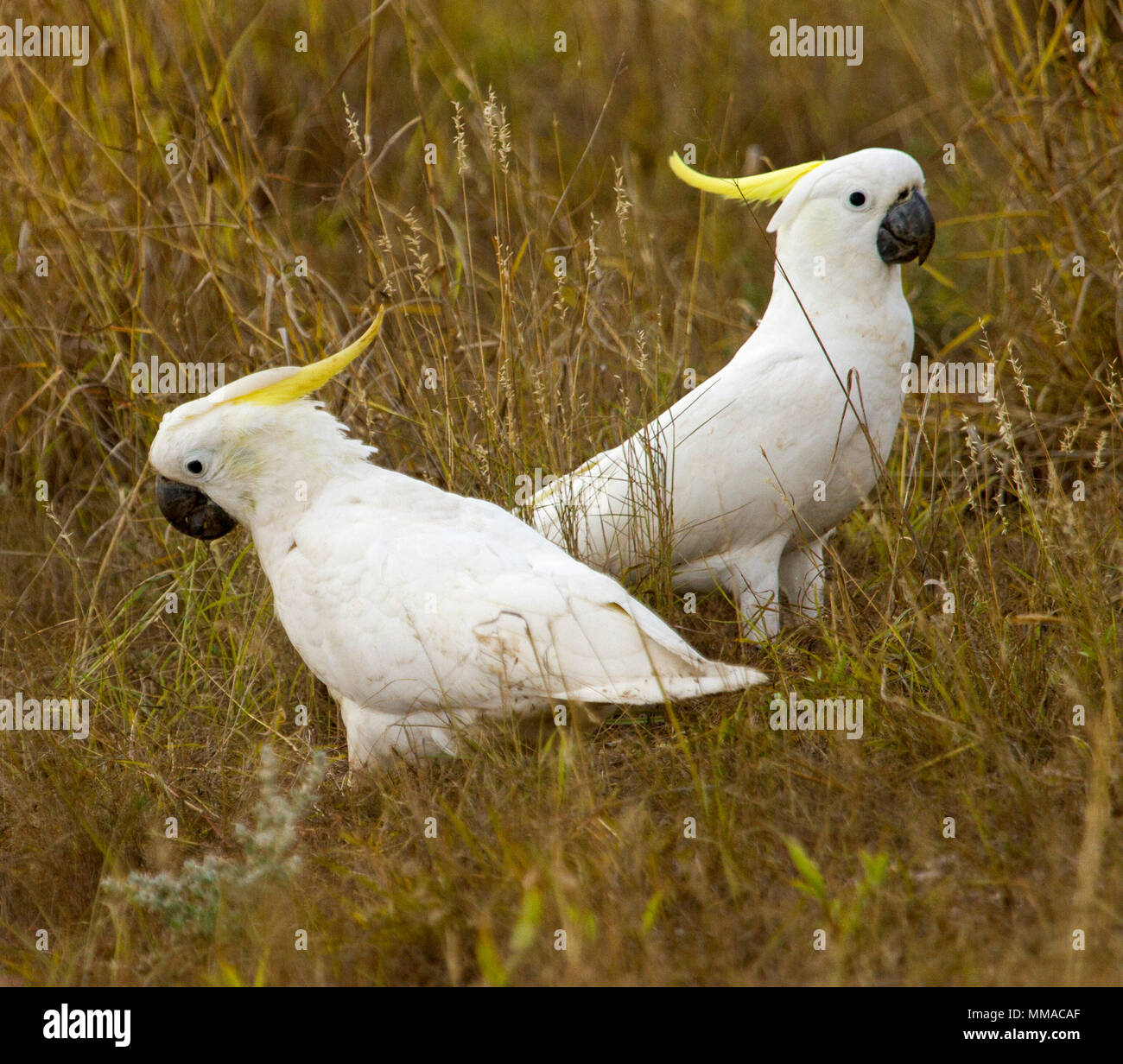 Sulphur crested cockatoos hi-res stock photography and images - Alamy