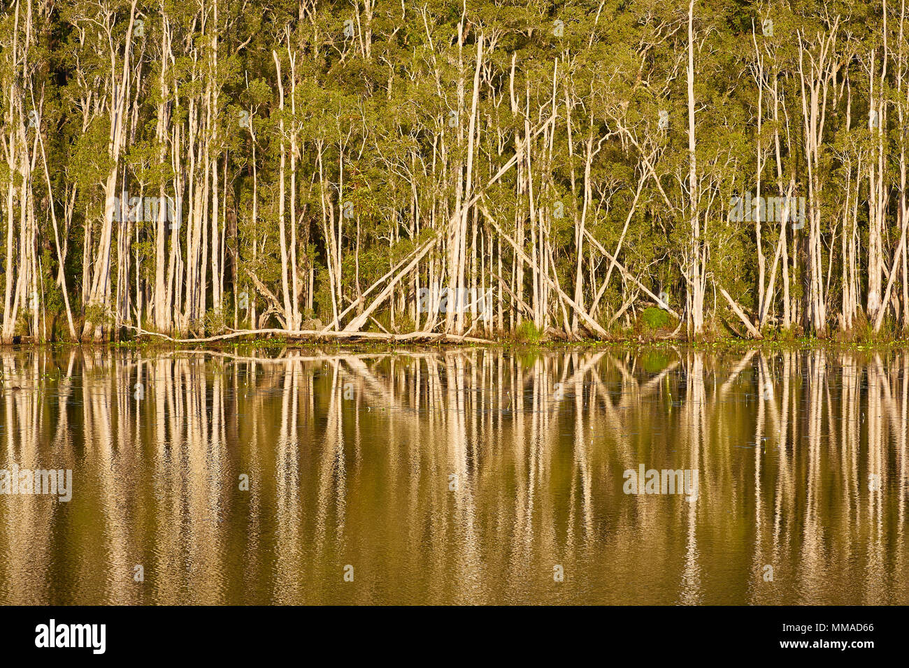 Eucalyptus gum tree trees hi-res stock photography and images - Alamy