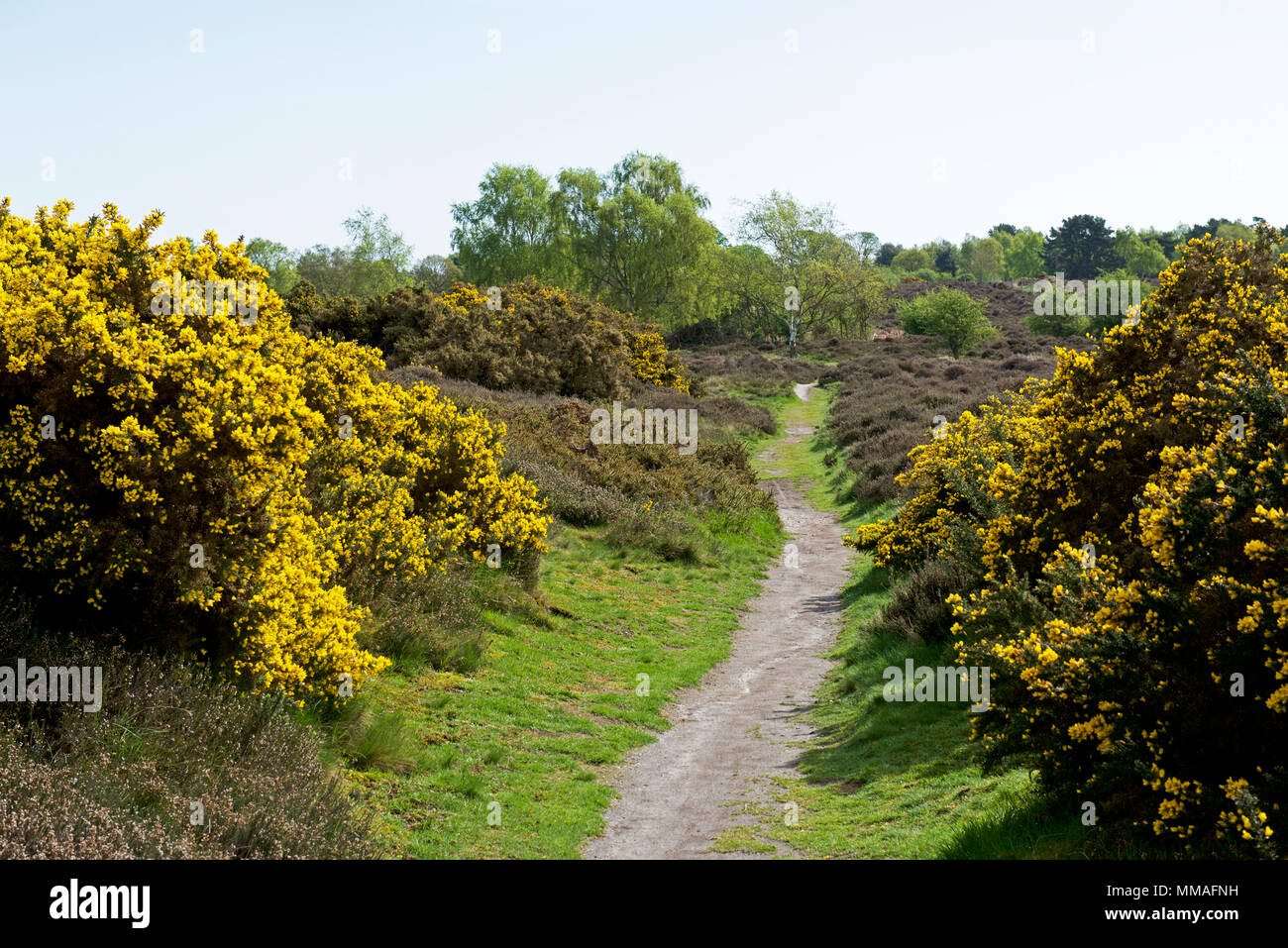 Westleton Heath, Suffolk, England UK Stock Photo - Alamy