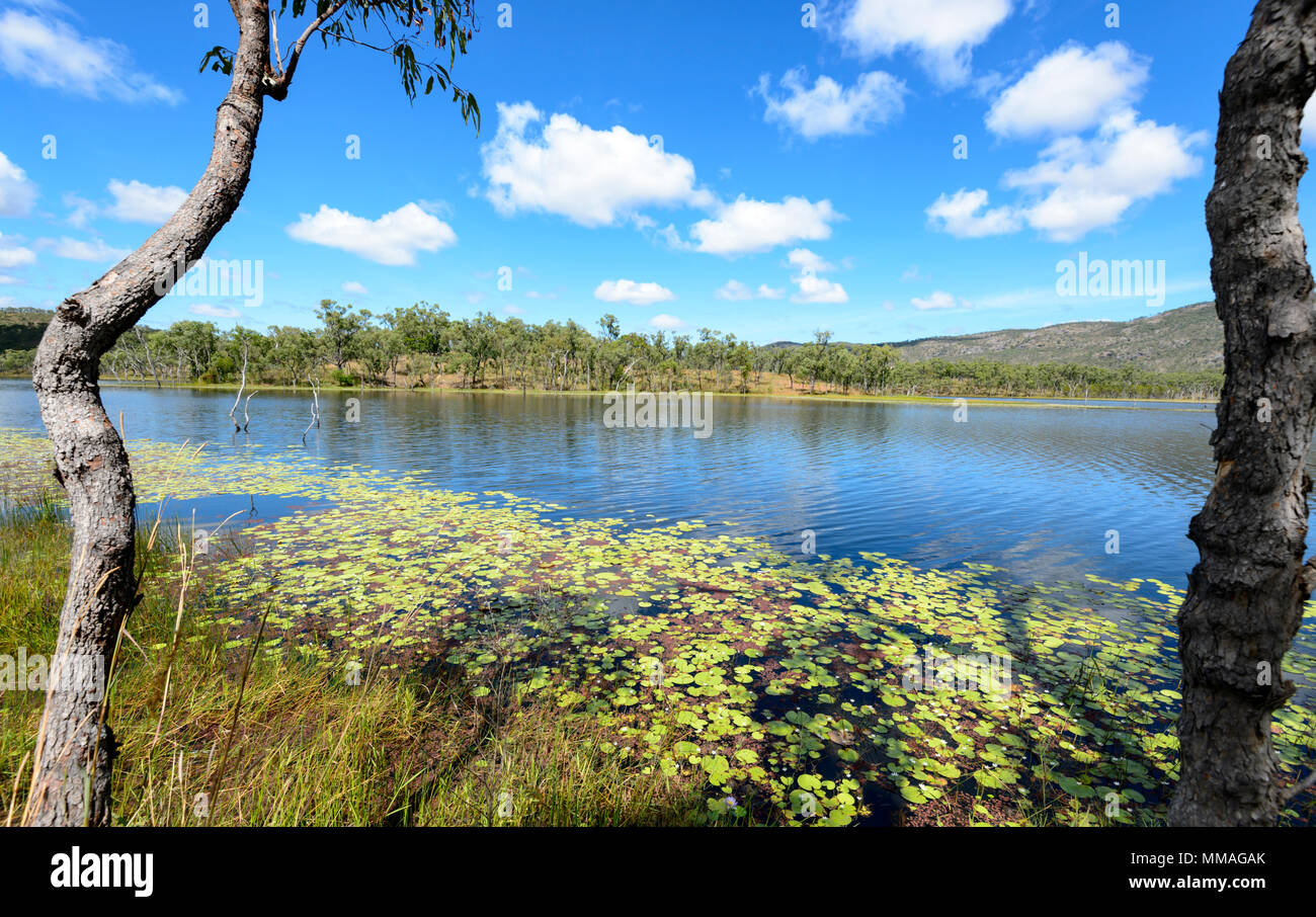 Picturesque wetlands with water lilies at Palmer River Goldfield, Far ...