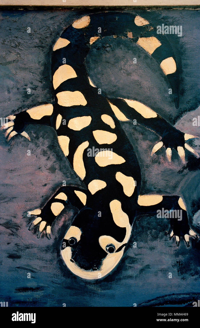 Salamander in Bangkok in Thailand in Southeast Asia Far East Stock ...