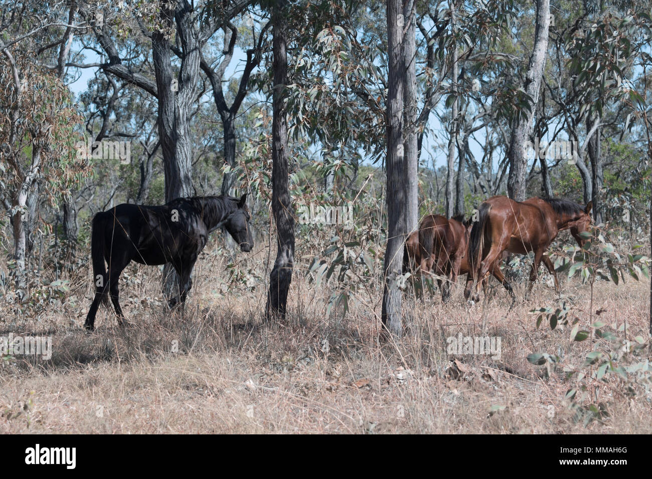 Brumbies or wild horses at Palmer River Goldfield, near Maytown, Far ...