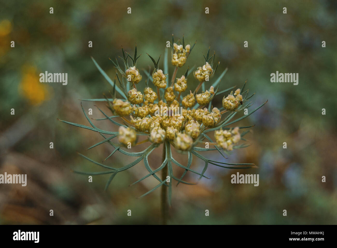 wild flower in an outdoor field Stock Photo - Alamy
