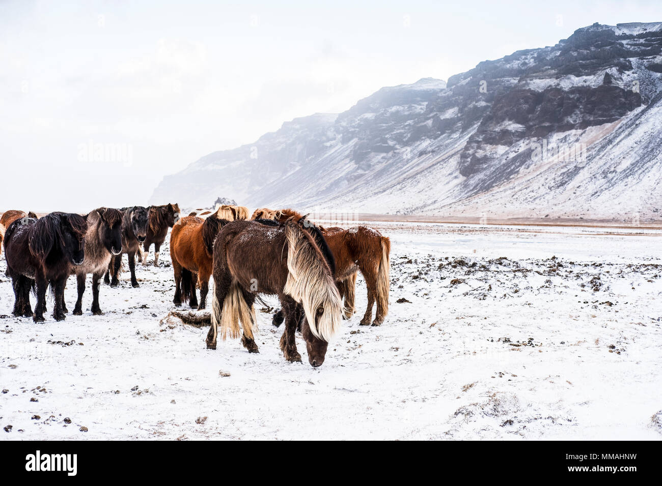 icelandic horses grazing on a snow covered landscape beneath the ...