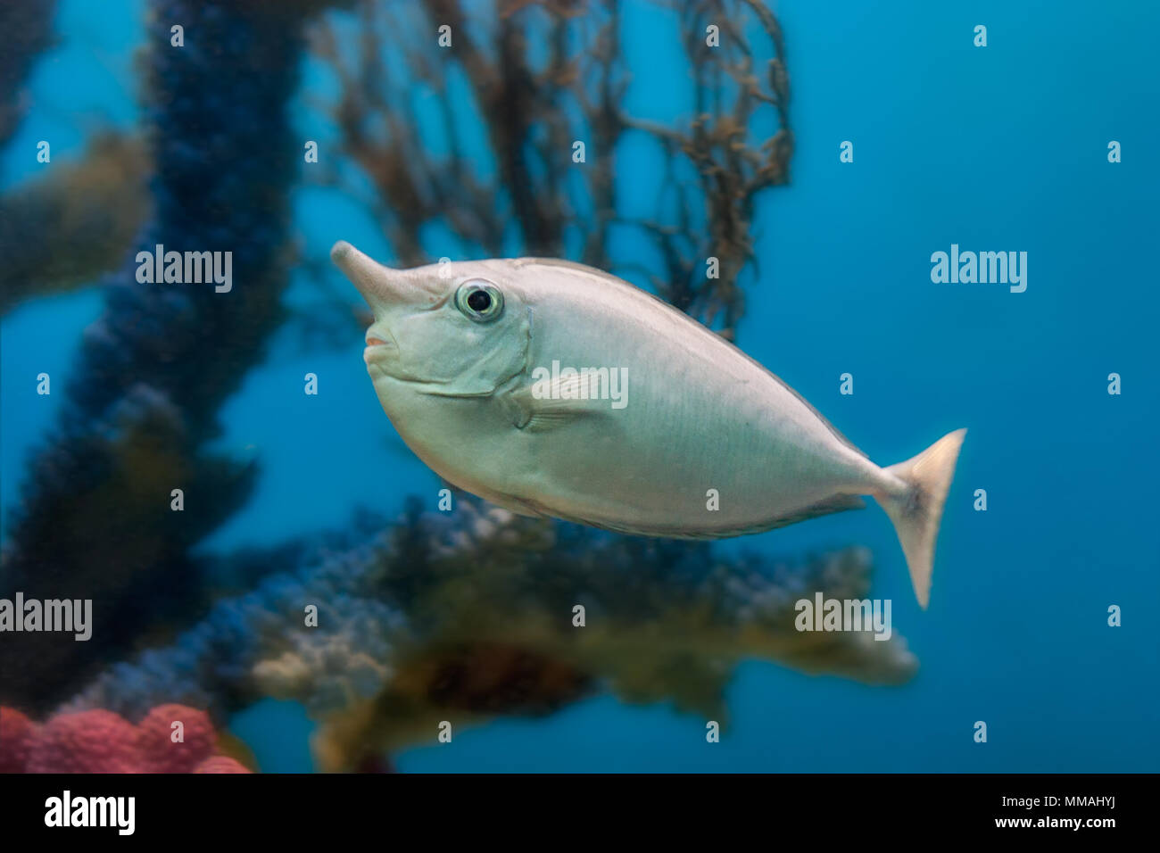 Unicorn fish hi-res stock photography and images - Alamy