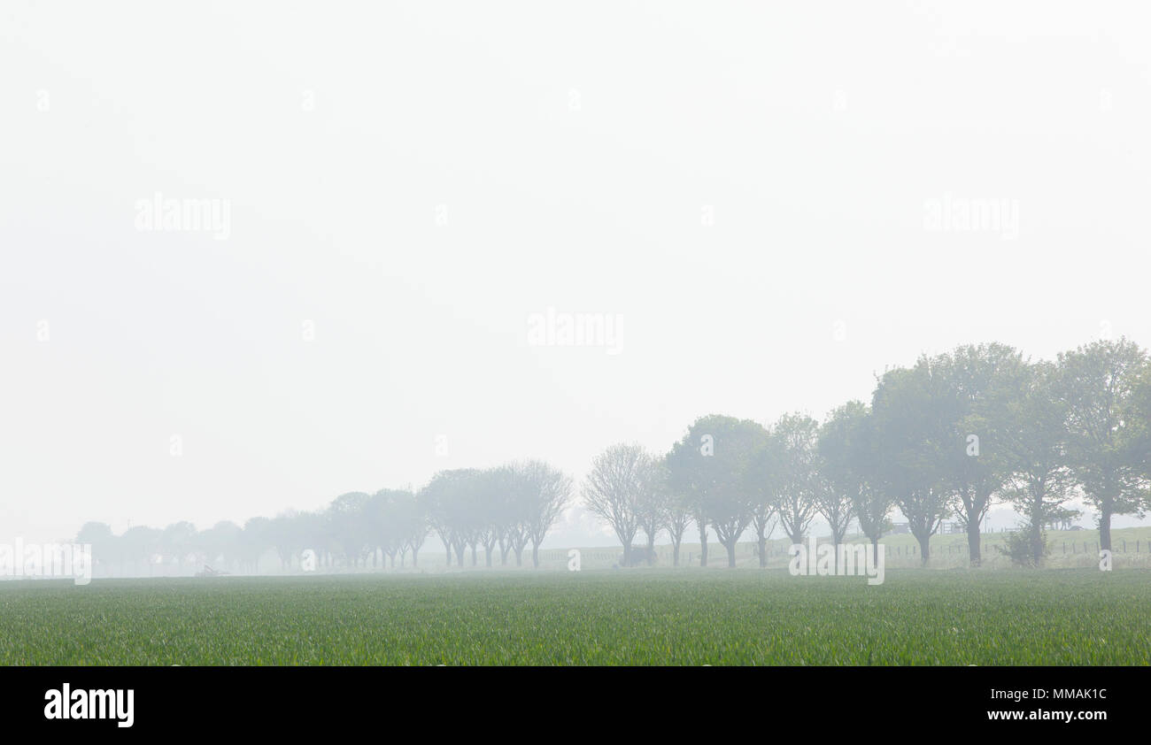 Line of trees in a fog Stock Photo - Alamy