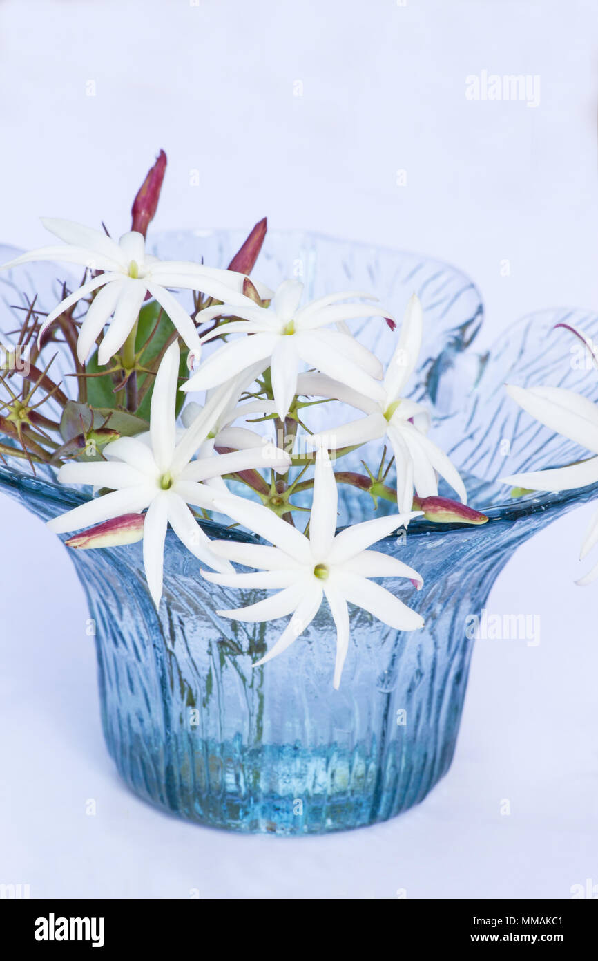 Angel wing Jasmine in a blue bowl on white background Stock Photo - Alamy