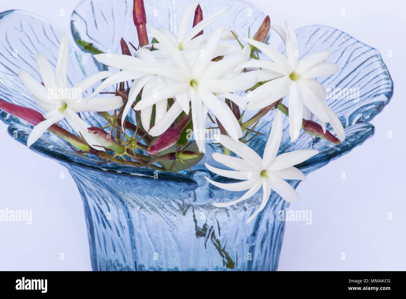 Angel wing Jasmine in a blue bowl on white background Stock Photo - Alamy
