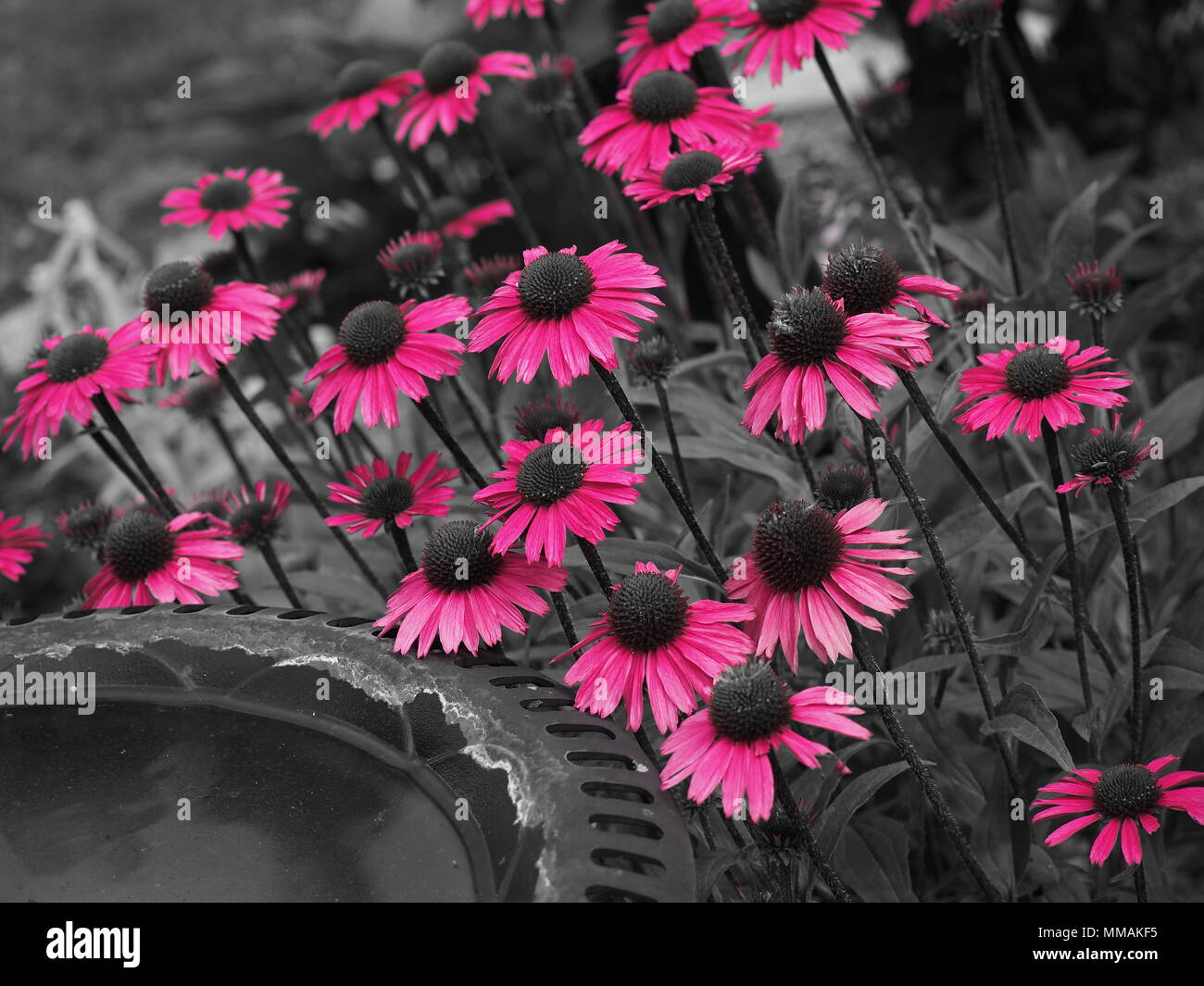 Modest bird hi-res stock photography and images - Alamy