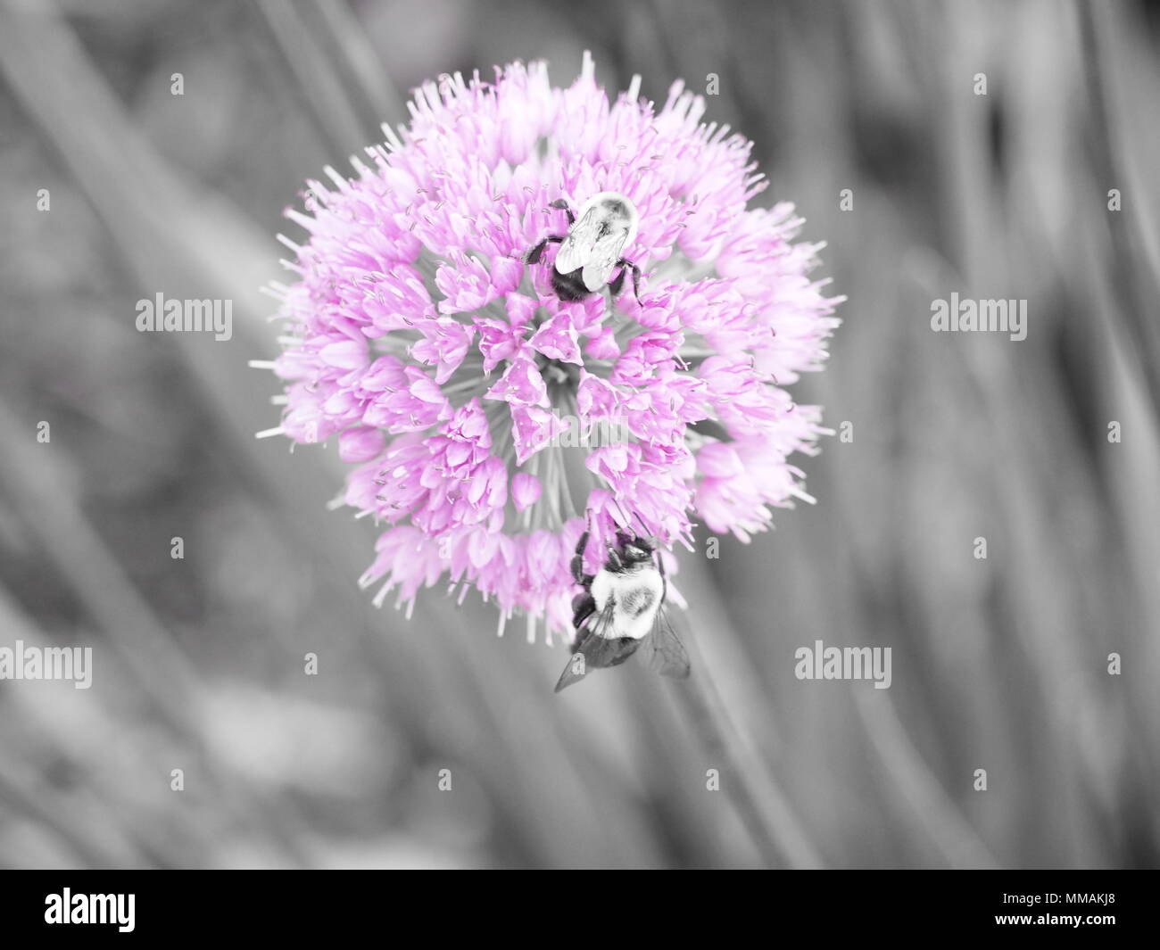 Vibrant explosion of pink hi-res stock photography and images - Alamy