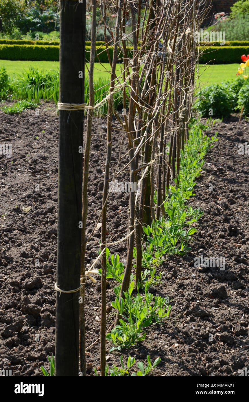 Pea sticks for plants hi-res stock photography and images - Alamy