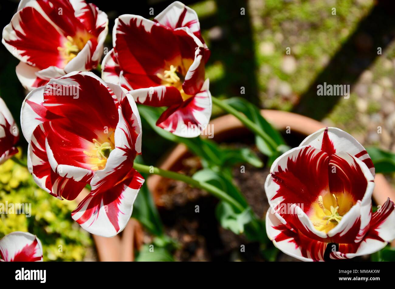 Tulips - Tulipa 'Grand Perfection' - in garden of Gunby Hall ...
