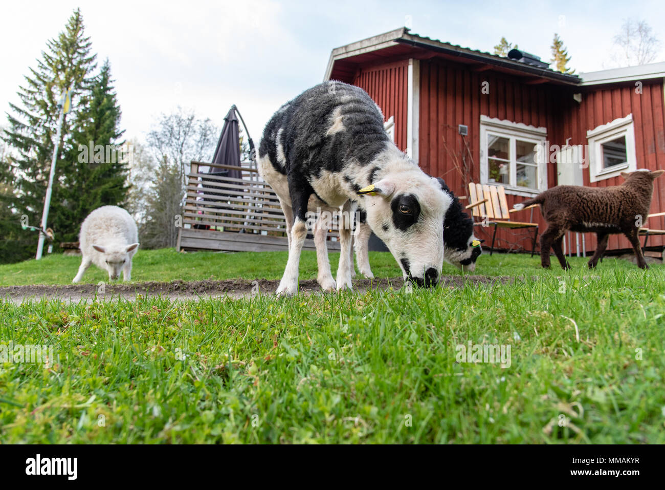 sheep and lamb eating in a garden Stock Photo - Alamy