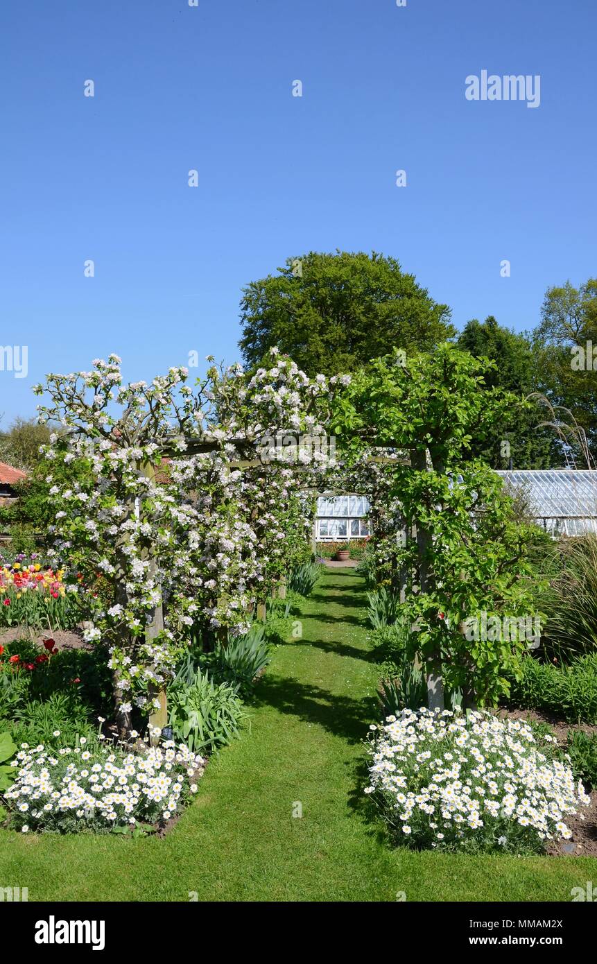 Pergola with apple trees and sundial in gardens of Gunby Hall in Spring ...