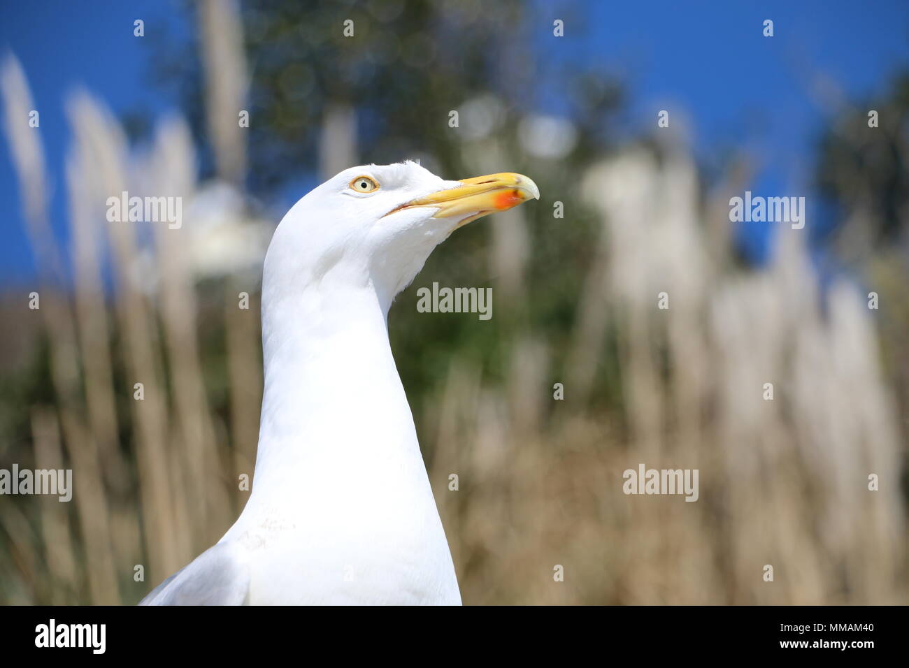 Close up profile of a seagull's head set against a background of blue ...
