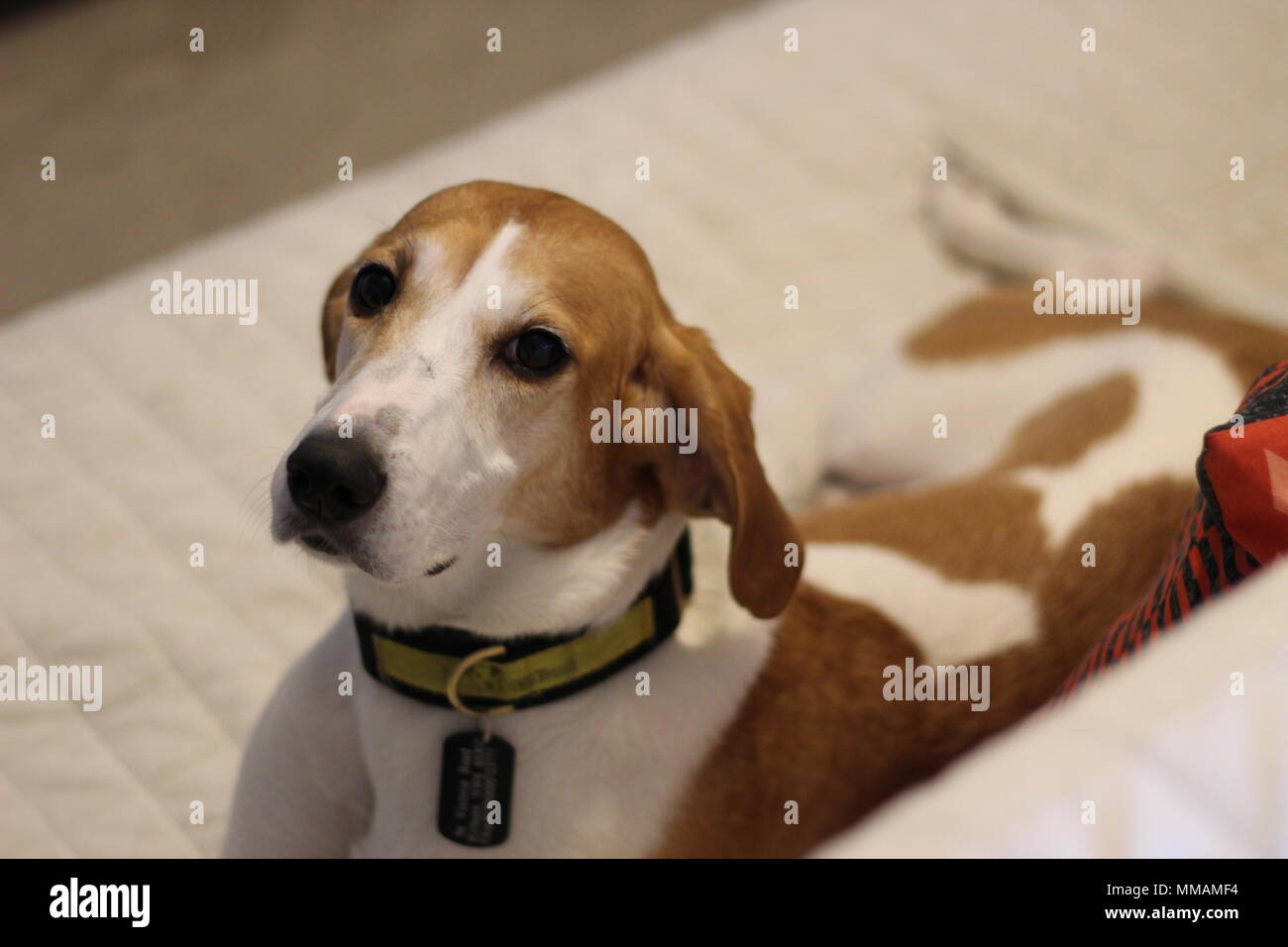 Cute rescue dog Stock Photo - Alamy